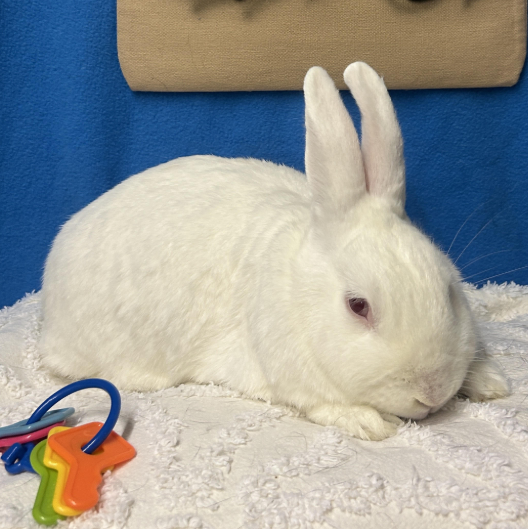 Adoptable bunnies at Rabbit Rescue Shelter