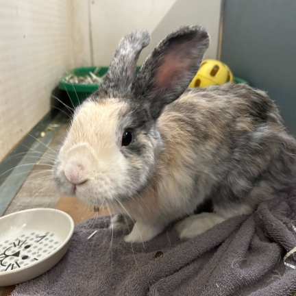 Adoptable bunnies at Rabbit Rescue Shelter