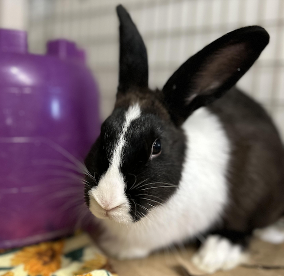 Adoptable bunnies at Rabbit Rescue Shelter