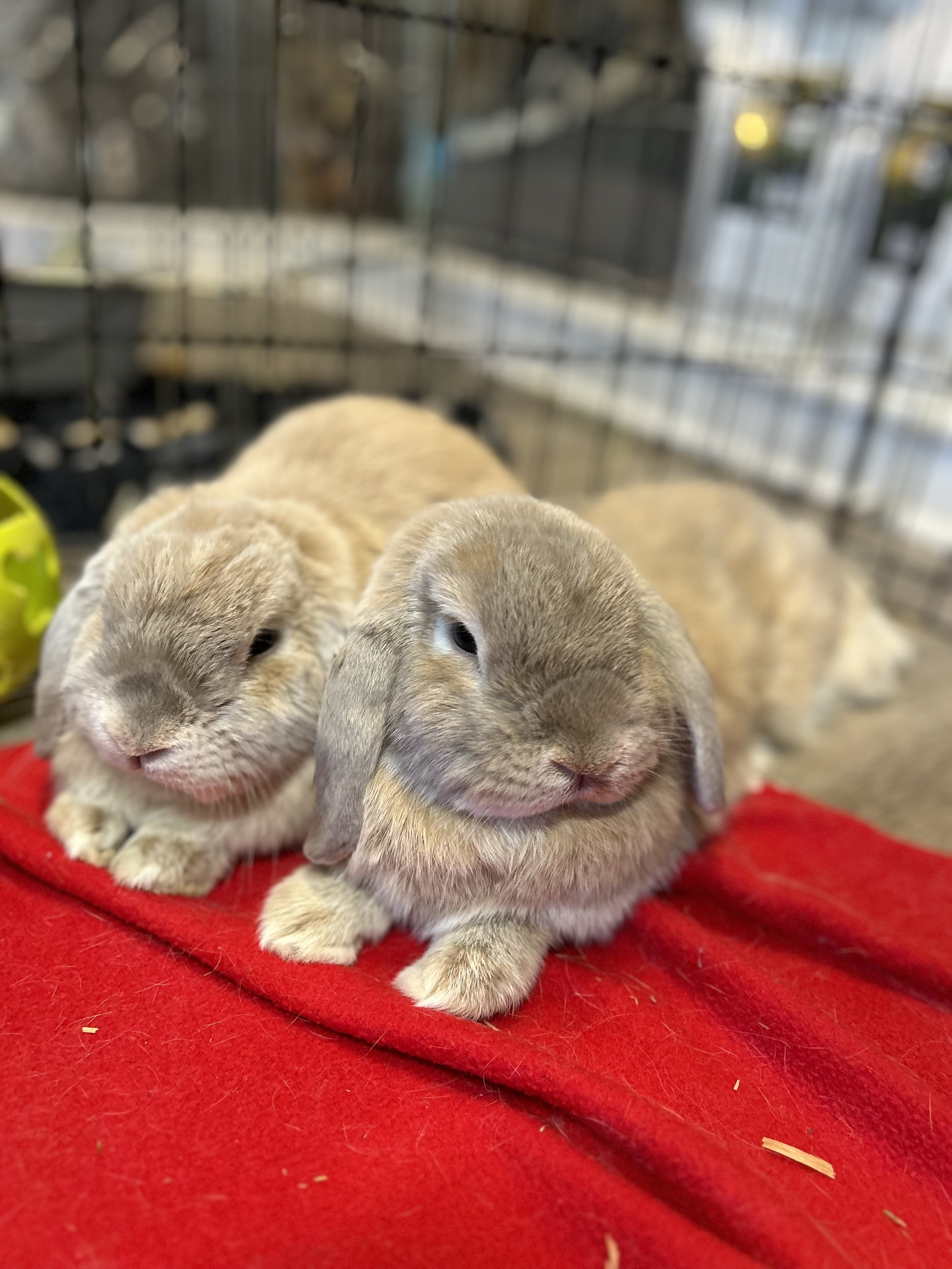 Adoptable bunnies at Rabbit Rescue Shelter