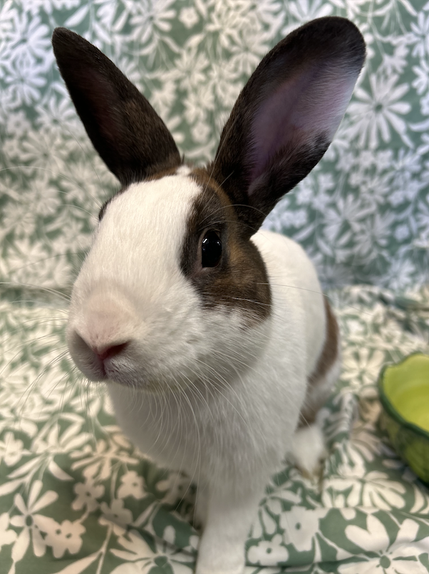 Adoptable bunnies at Rabbit Rescue Shelter