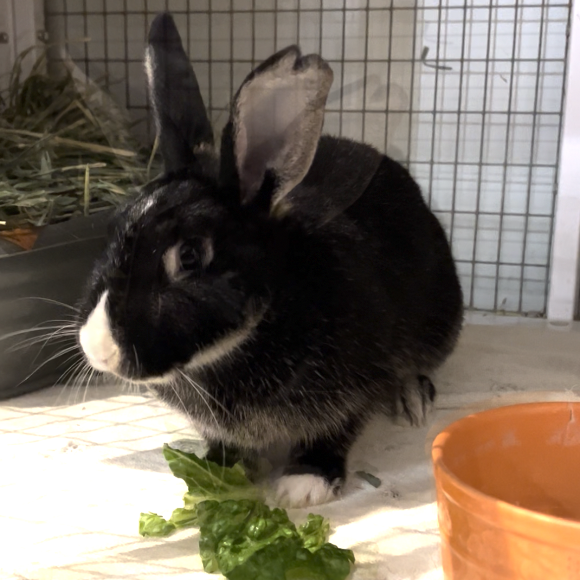 Adoptable bunnies at Rabbit Rescue Shelter