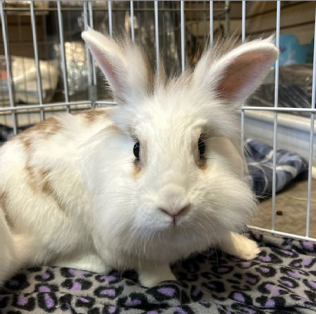 Adoptable bunnies at Rabbit Rescue Shelter