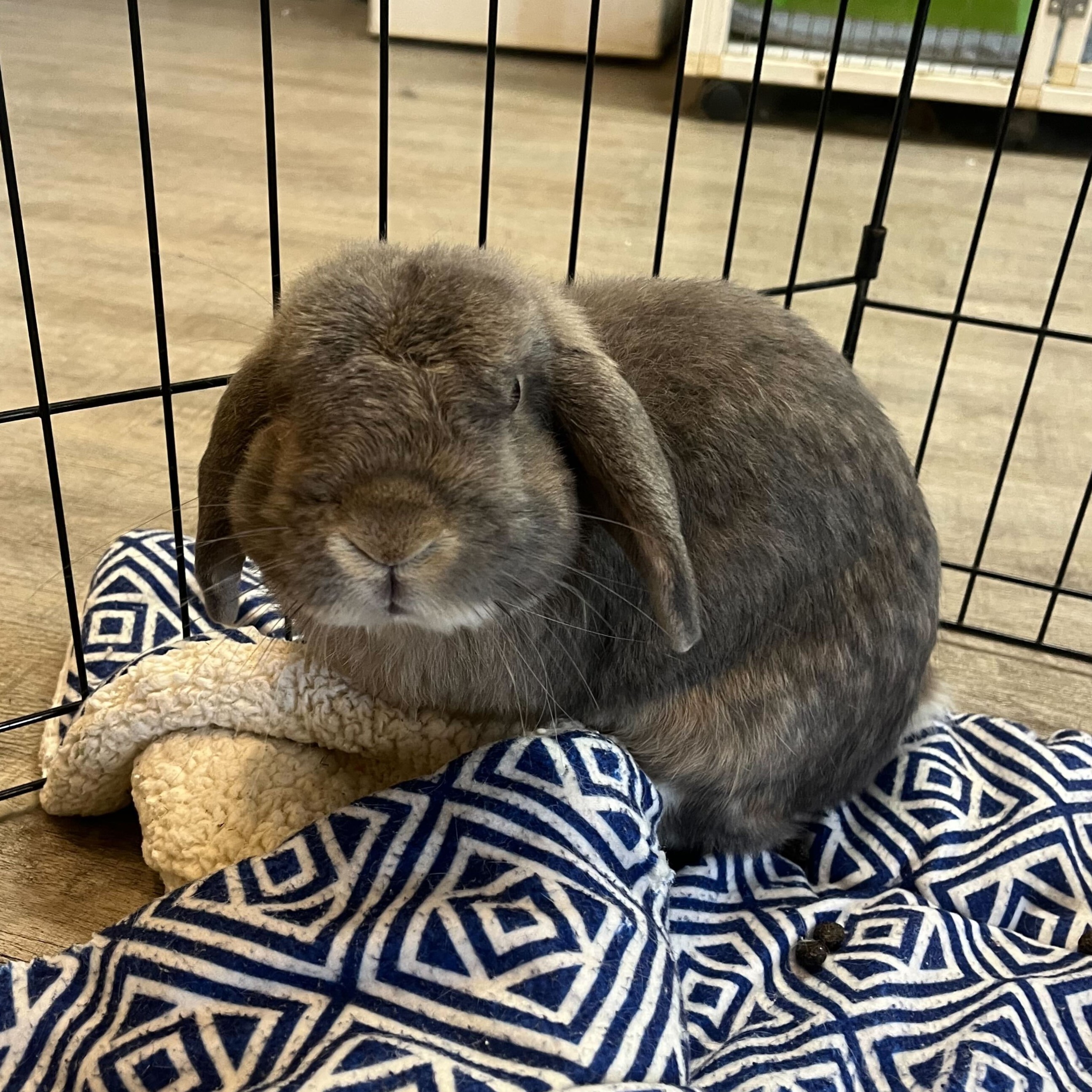 Adoptable bunnies at Rabbit Rescue Shelter