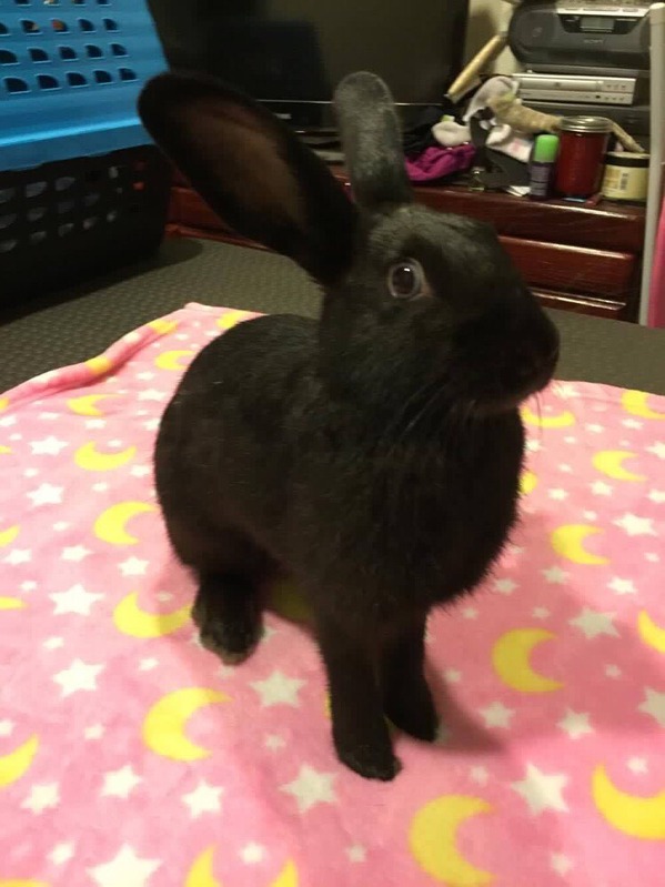 Adoptable bunnies at Rabbit Rescue Shelter