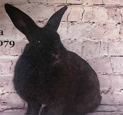 Adoptable bunnies at Rabbit Rescue Shelter