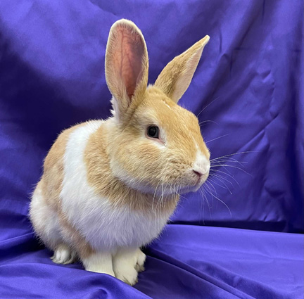 Adoptable bunnies at Rabbit Rescue Shelter