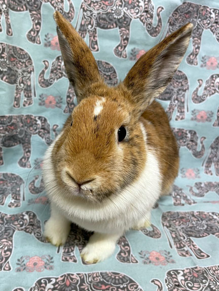 Adoptable bunnies at Rabbit Rescue Shelter