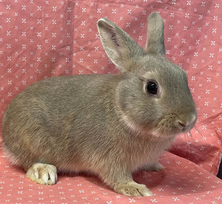 Adoptable bunnies at Rabbit Rescue Shelter