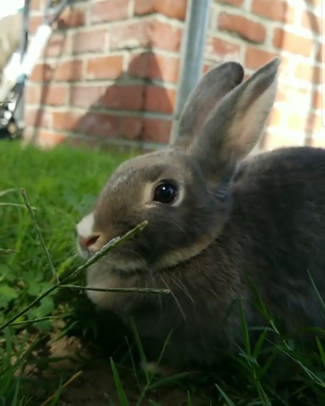 Adoptable bunnies at Rabbit Rescue Shelter