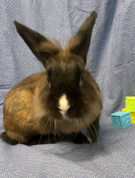 Adoptable bunnies at Rabbit Rescue Shelter