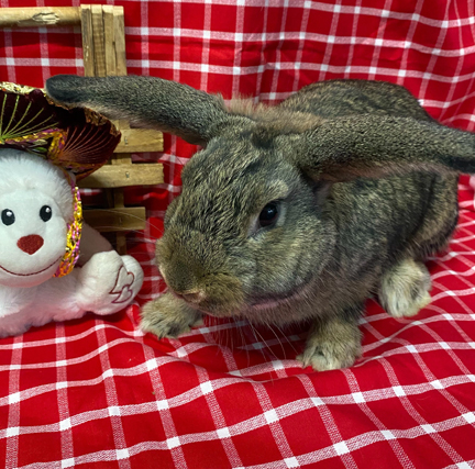 Adoptable bunnies at Rabbit Rescue Shelter