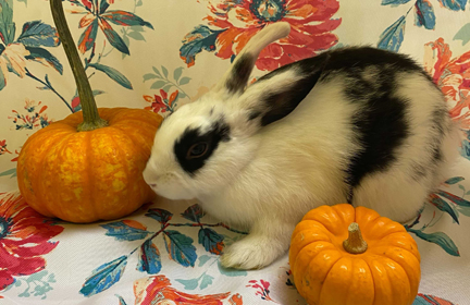 Adoptable bunnies at Rabbit Rescue Shelter