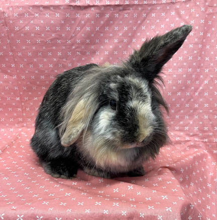 Adoptable bunnies at Rabbit Rescue Shelter