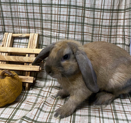 Adoptable bunnies at Rabbit Rescue Shelter