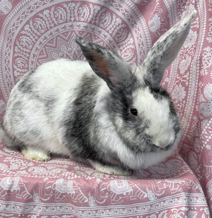 Adoptable bunnies at Rabbit Rescue Shelter