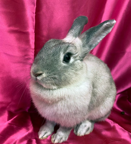 Adoptable bunnies at Rabbit Rescue Shelter